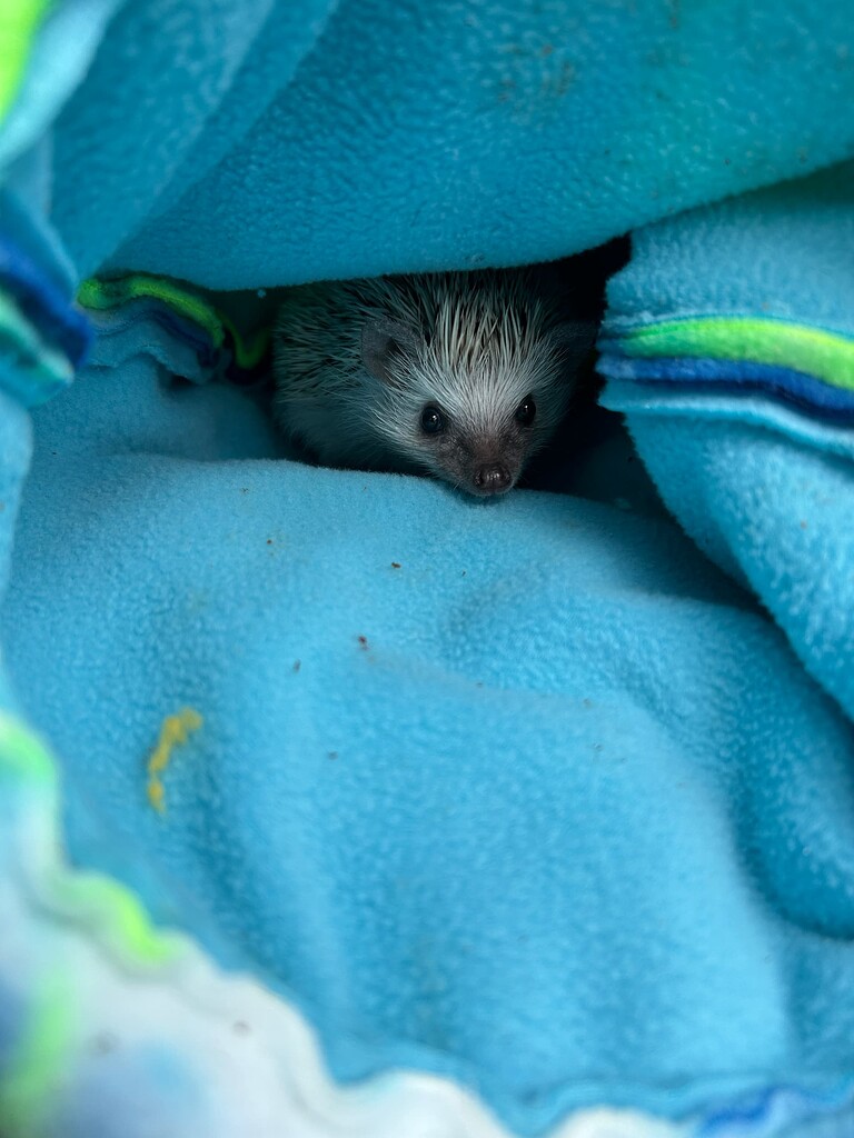 Hedgehog Names Needed - Pet Names - Nameberry