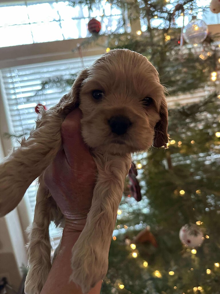 New name for cocker spaniel puppy - Pet Names - Nameberry