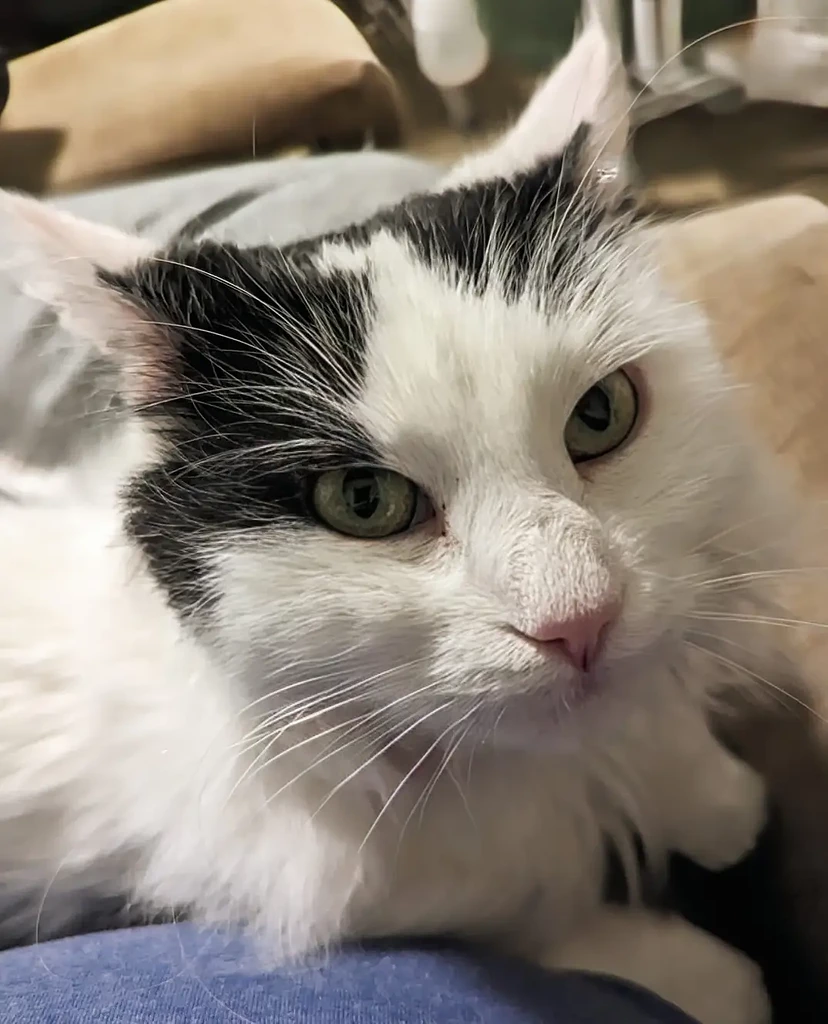 Struggling to name this Cat - Name Advice - Nameberry